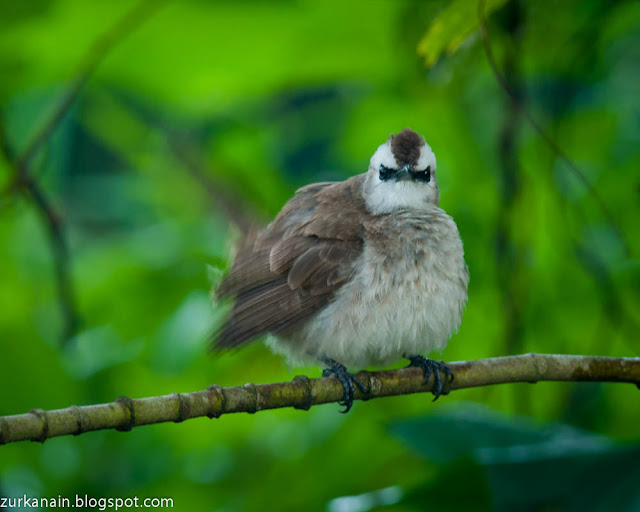 Zul Ya - Birds of Peninsular Malaysia: Yellow Vented Bulbul