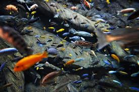Aquarium Fish-Keeping Cichlids, Breeding cichlids | African Cichlids Fish