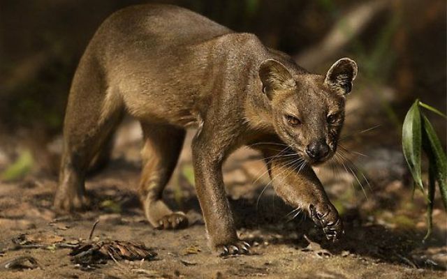 Sancara - Blog sull'Africa: Fossa, il più grande carnivoro del Madagascar
