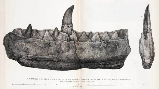 Fossil River : Fossils: Megalosaurus, Buckland's Research