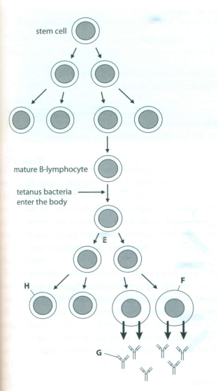 # 63 Summary of Immunity | Biology Notes for A level