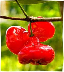 WINDOW OF KNOWLEDGE: JAMBU PLANT IN KURAKAR GARDEN'S