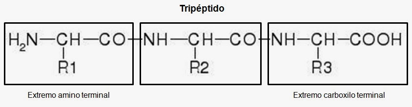Aminoácidos (II). Propiedades anfóteras de los aminoácidos, enlace ...