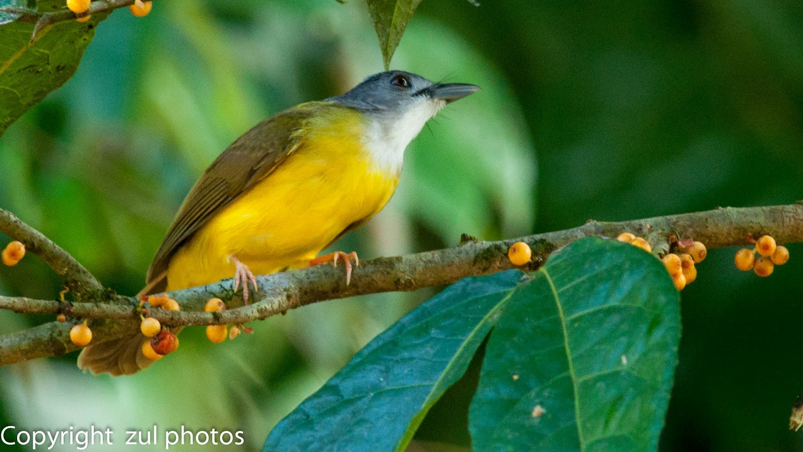 Zul Ya - Birds of Peninsular Malaysia: Yellow Bellied Bulbul