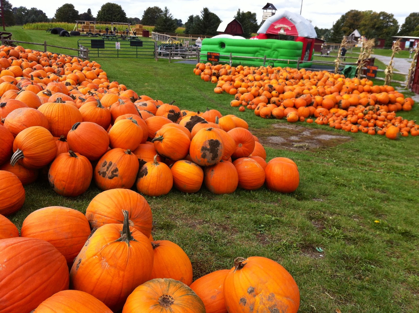 Shopping Fun At The Farm - Chic Delights