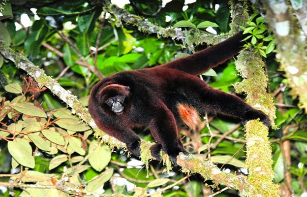 BiOjUnKiEs: Mono Choro de Cola Amarilla (Oreonax Flavicauda)