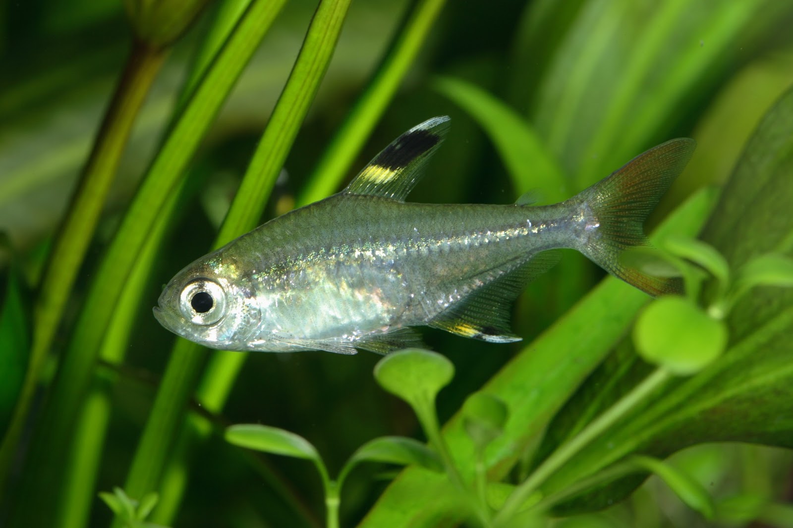 Few Bricks Shy: Trying Not To Be A Tropical Fish