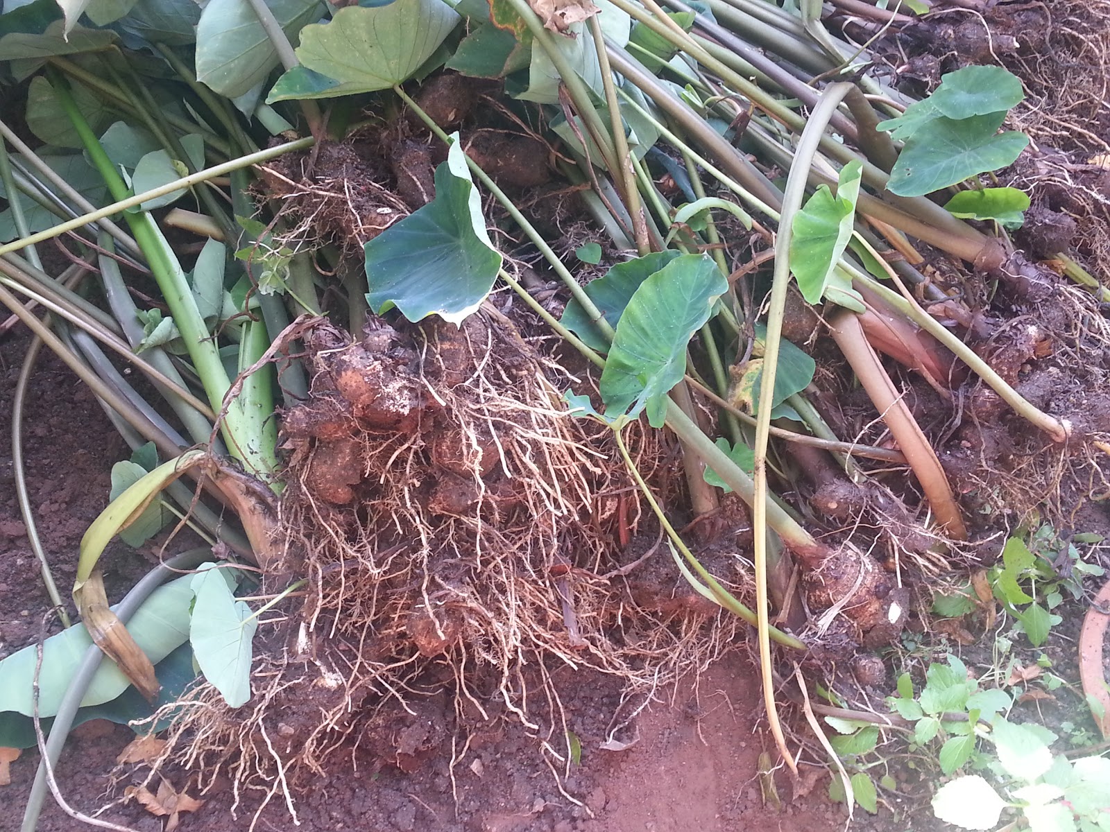 Amadumbe or Madumbis: a Traditional Harvest of Rural KwaZulu-Natal