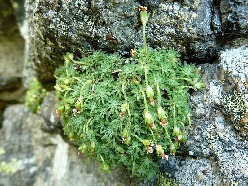 PASOS: Valles de Pinarra y Barrosa (Pirineo aragonés), 2 de julio