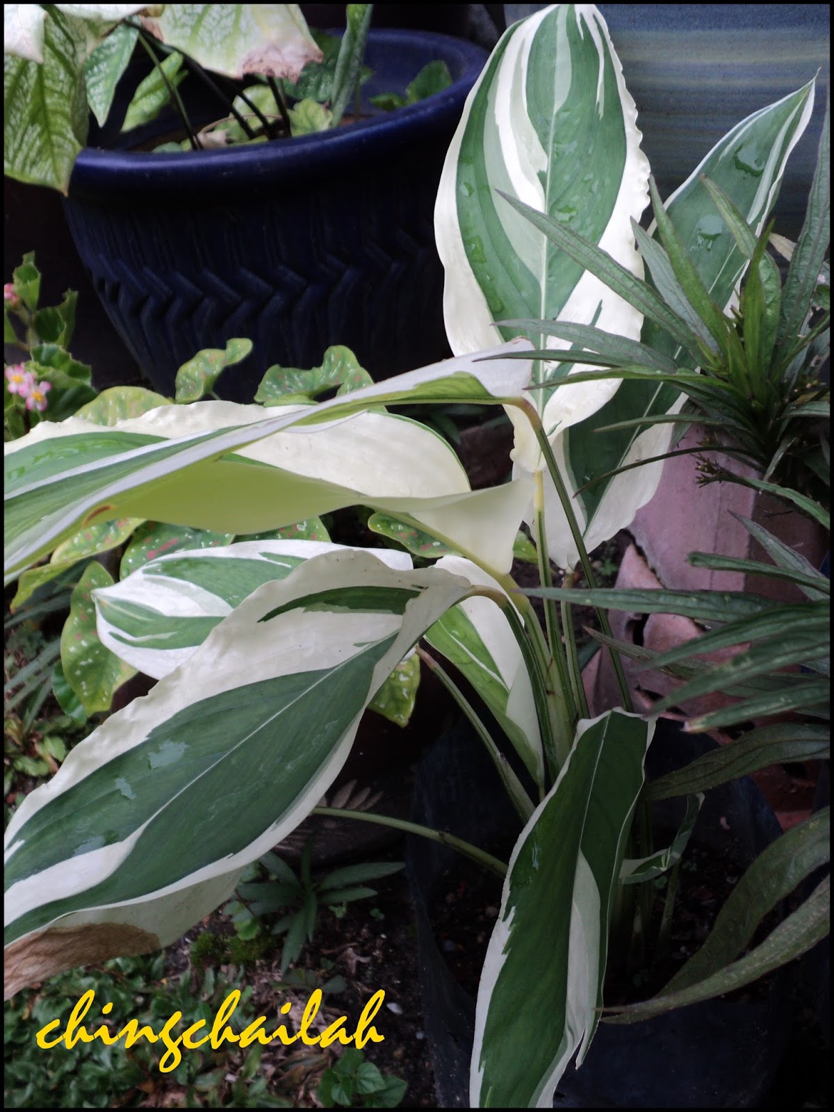 Simple Living In Nancy: Growing Variegated Araru Plants In My Garden