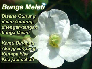 Kata-Kata Online: Pantun Bunga Melati :: kata dan gambar lucu dp bbm