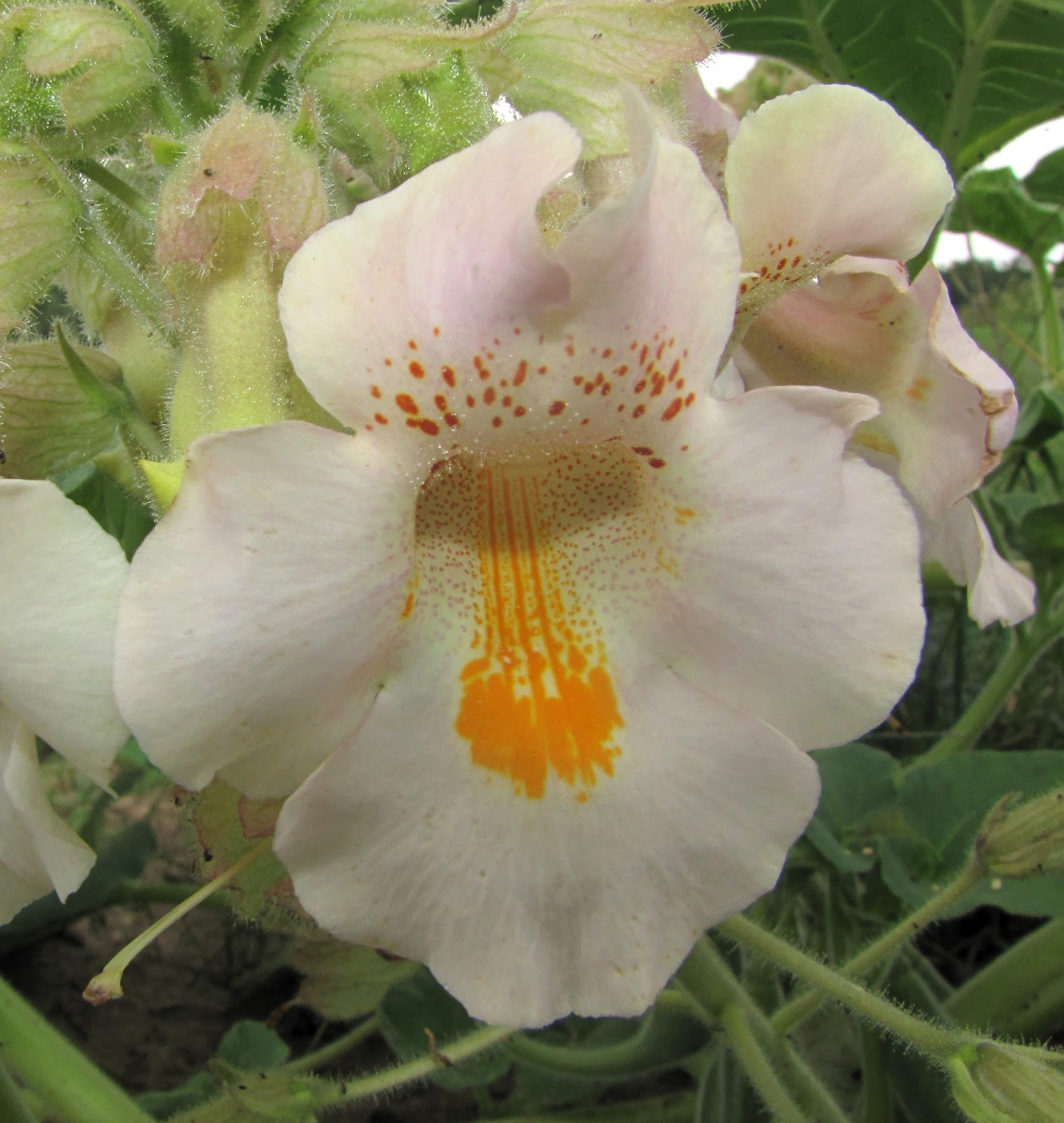 Get Your Botany On Time For A Plant Quiz Answered get-your-botany-on-time-for-a-plant-quiz-answered
