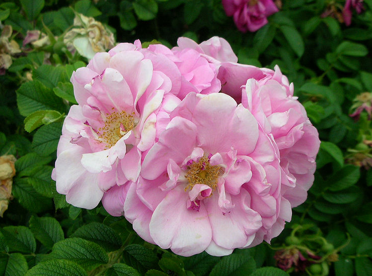My Virtual Garden: Roses in Montreal