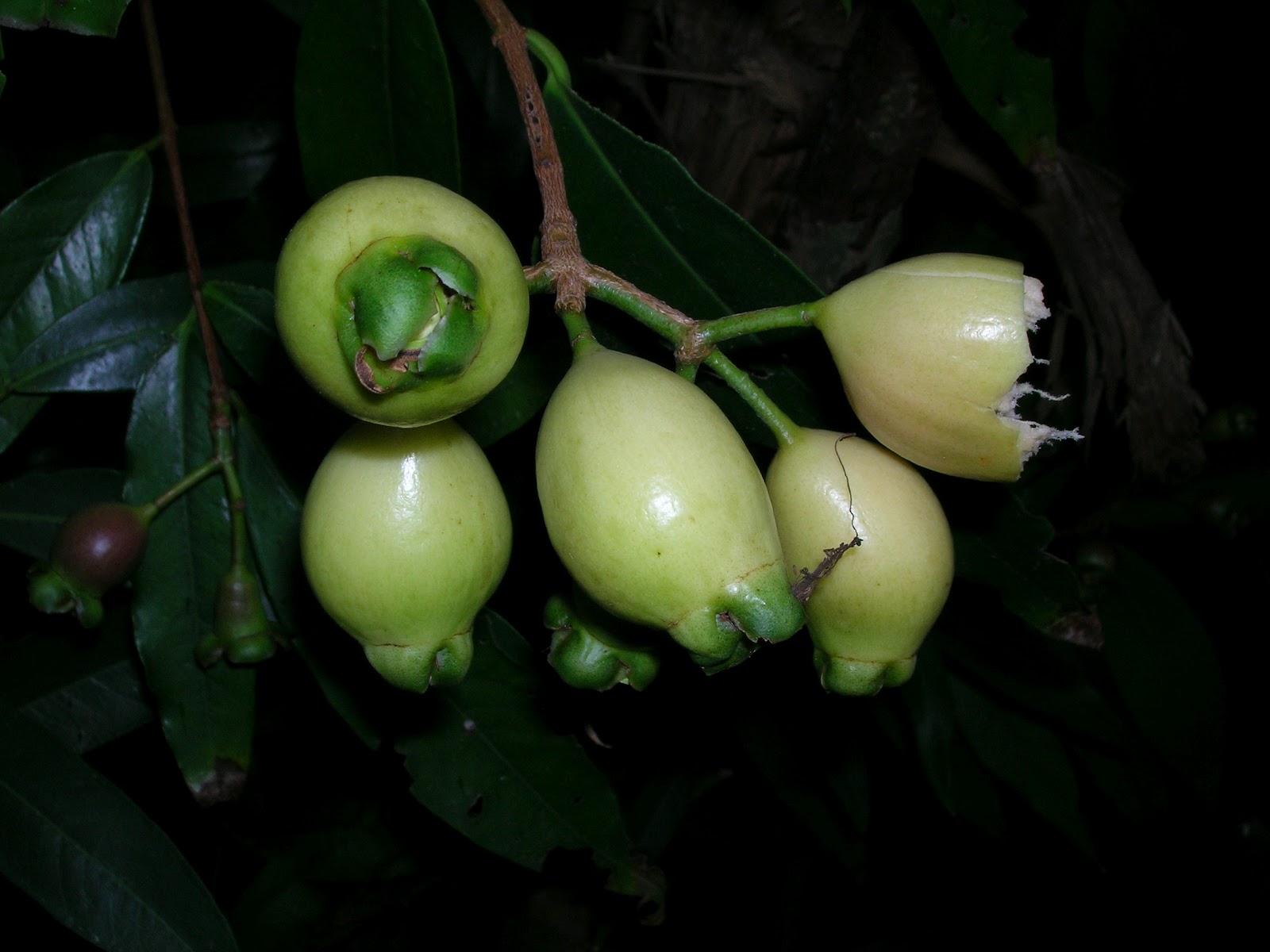 Fruit Warehouse: Syzygium jambos