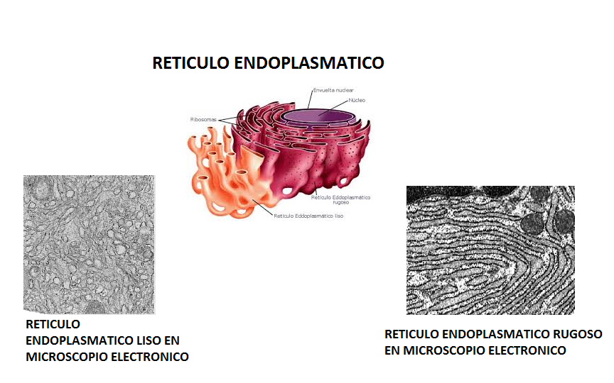 ORGANELAS: retículo endoplasmático- función y estructura