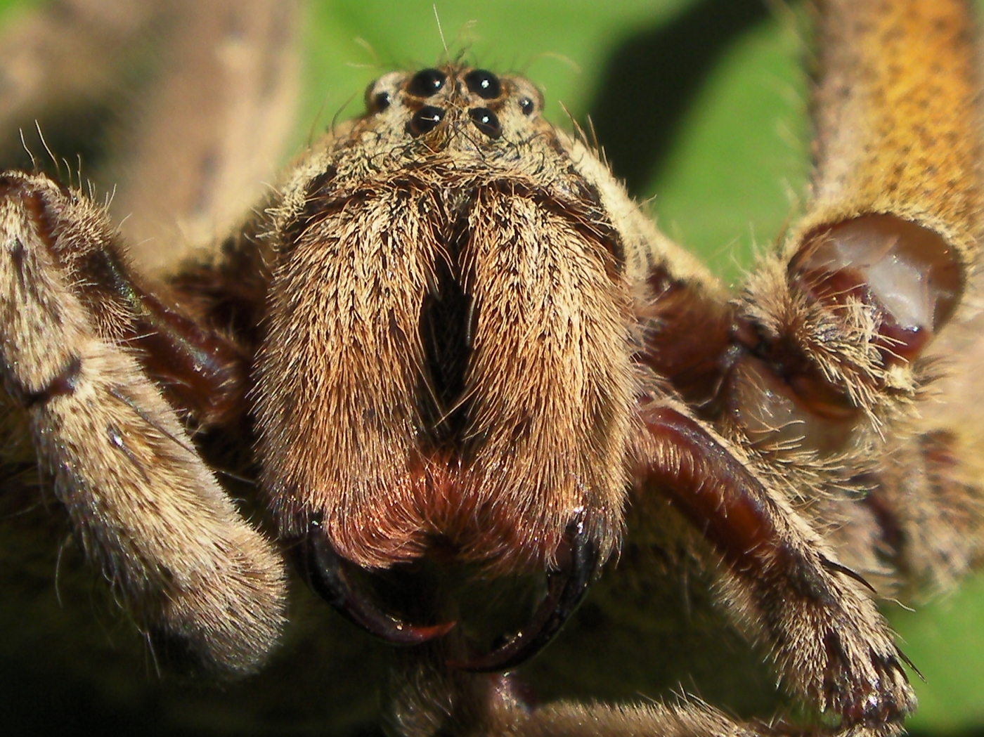 Quaoar Power Zoo: wandering spider (Phoneutria boliviensis) - Montezuma ...