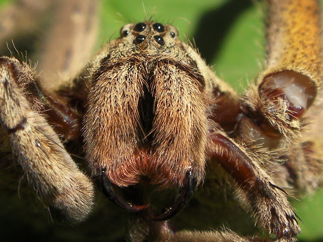 Quaoar Power Zoo: wandering spider (Phoneutria boliviensis) - Montezuma ...