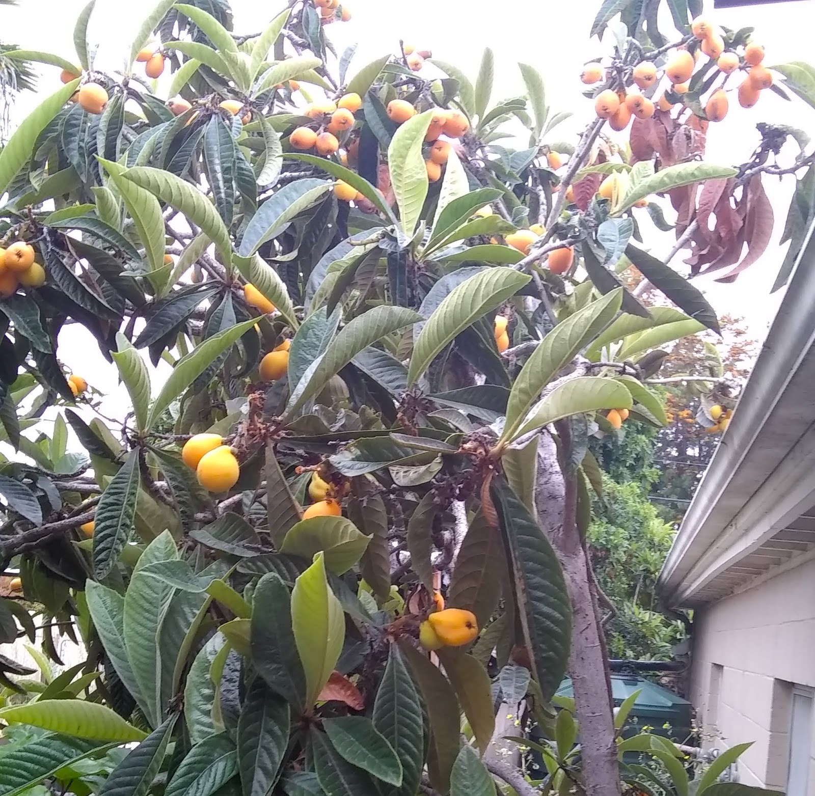 Casa de Fieras: 2019