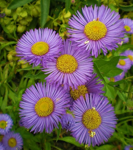 Urban Landscape, Native Landscape: Erigeron speciosus