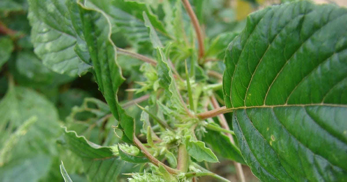 Manfaat Tanaman Bayam Duri, Khasiat Tanaman Bayam Duri sebagai tanaman ...