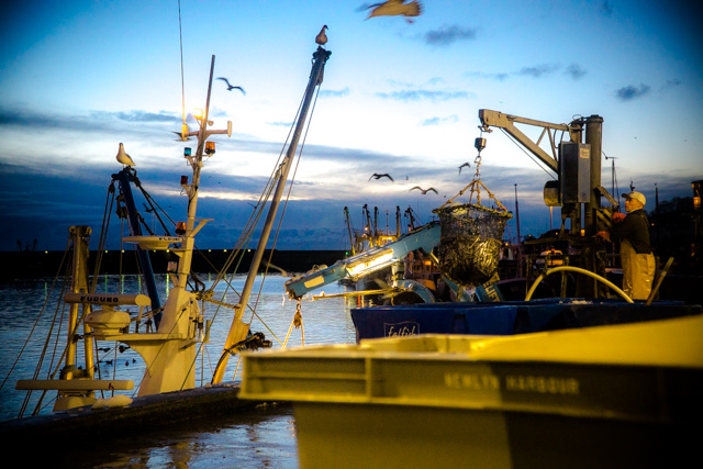 Through the Gaps! - Newlyn Fishing News: Whitefish, big whitefish ...