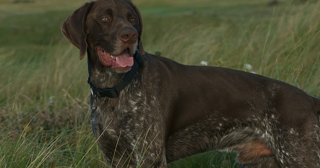 Top 10 Best Police Dog Breeds - Top Ten