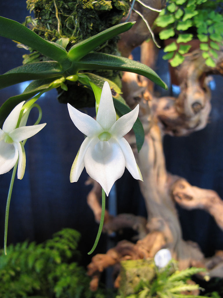 Angraecum compactum orchid plant care and culture | Travaldo's blog