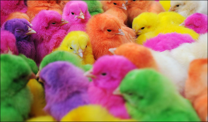 boggy thicket: Colored Chicks