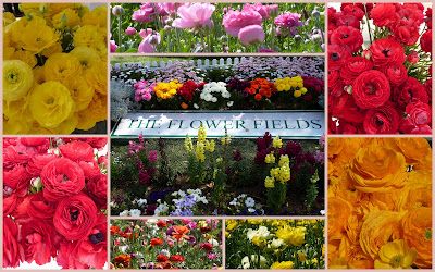 Just Breathe: RANUNCULUS