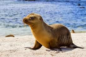 Fauna del Ecuador: ORDEN CARNÍVORA