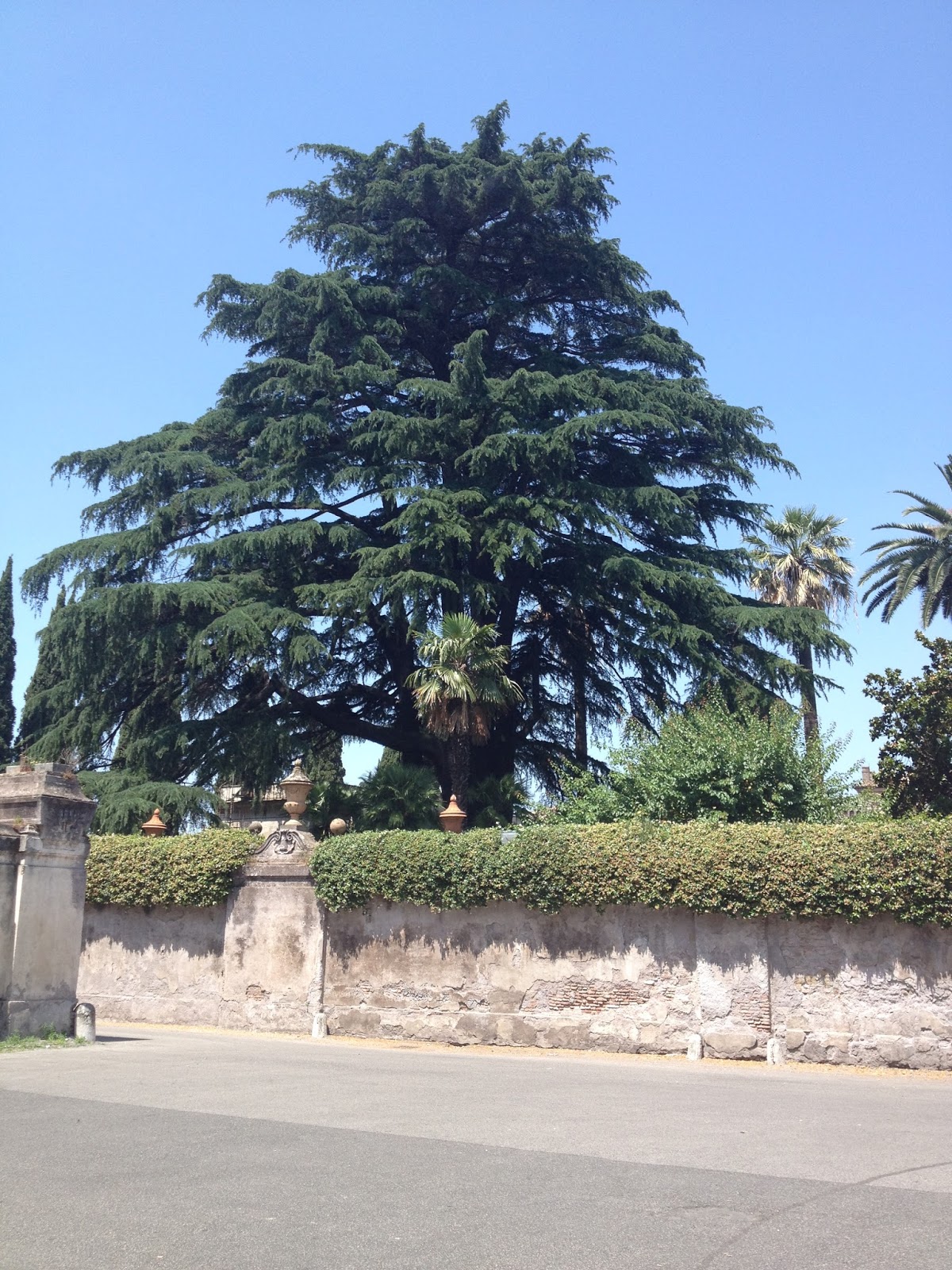 In bici per Roma: Alberi monumentali di Roma