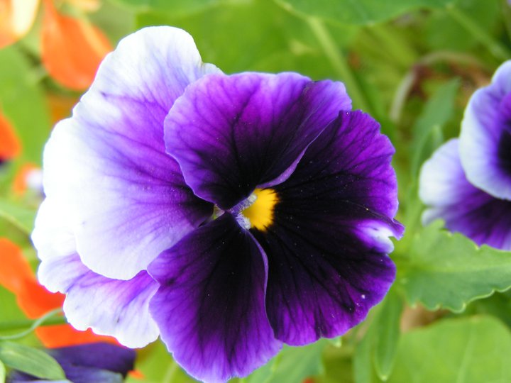 Elisaveta: KOGA CE DOJDE PROLETTA