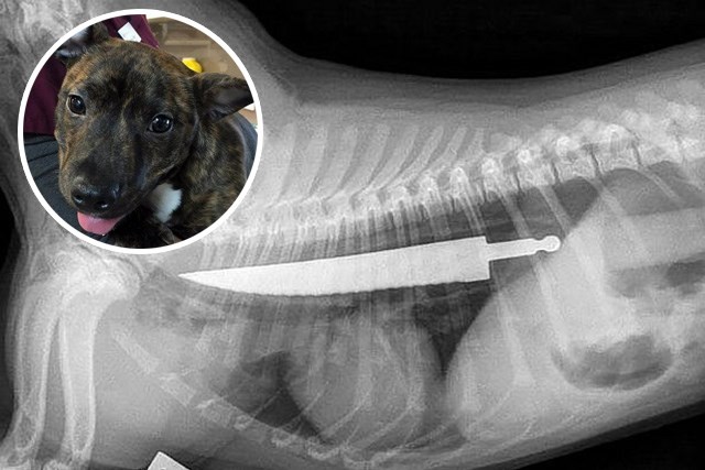 [IMPRESIONANTE] Perro se traga cuchillo de 20 centímetros y logra ...