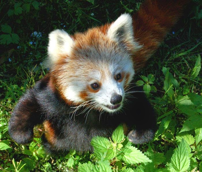 40 Adorable red panda pictures (40 pics) | Amazing Creatures