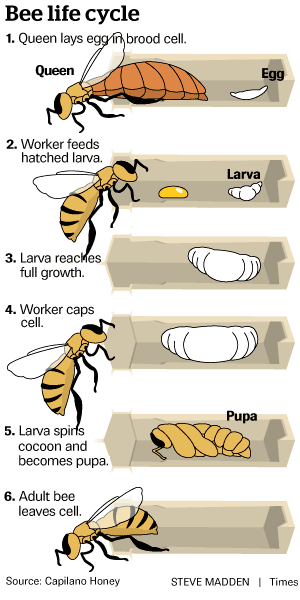 Corona Apicultores: EL CICLO DE VIDA DE LA ABEJA DEL HUEVO AL IMAGO