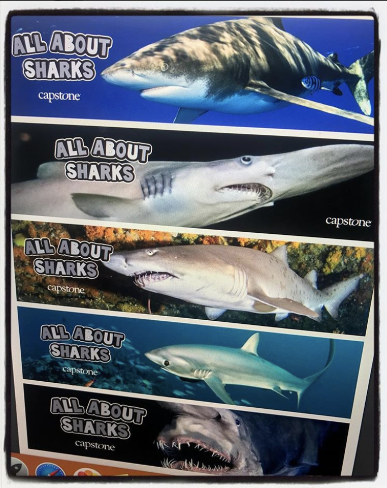 The Library Voice: Bookmarks and 4D All About Sharks!