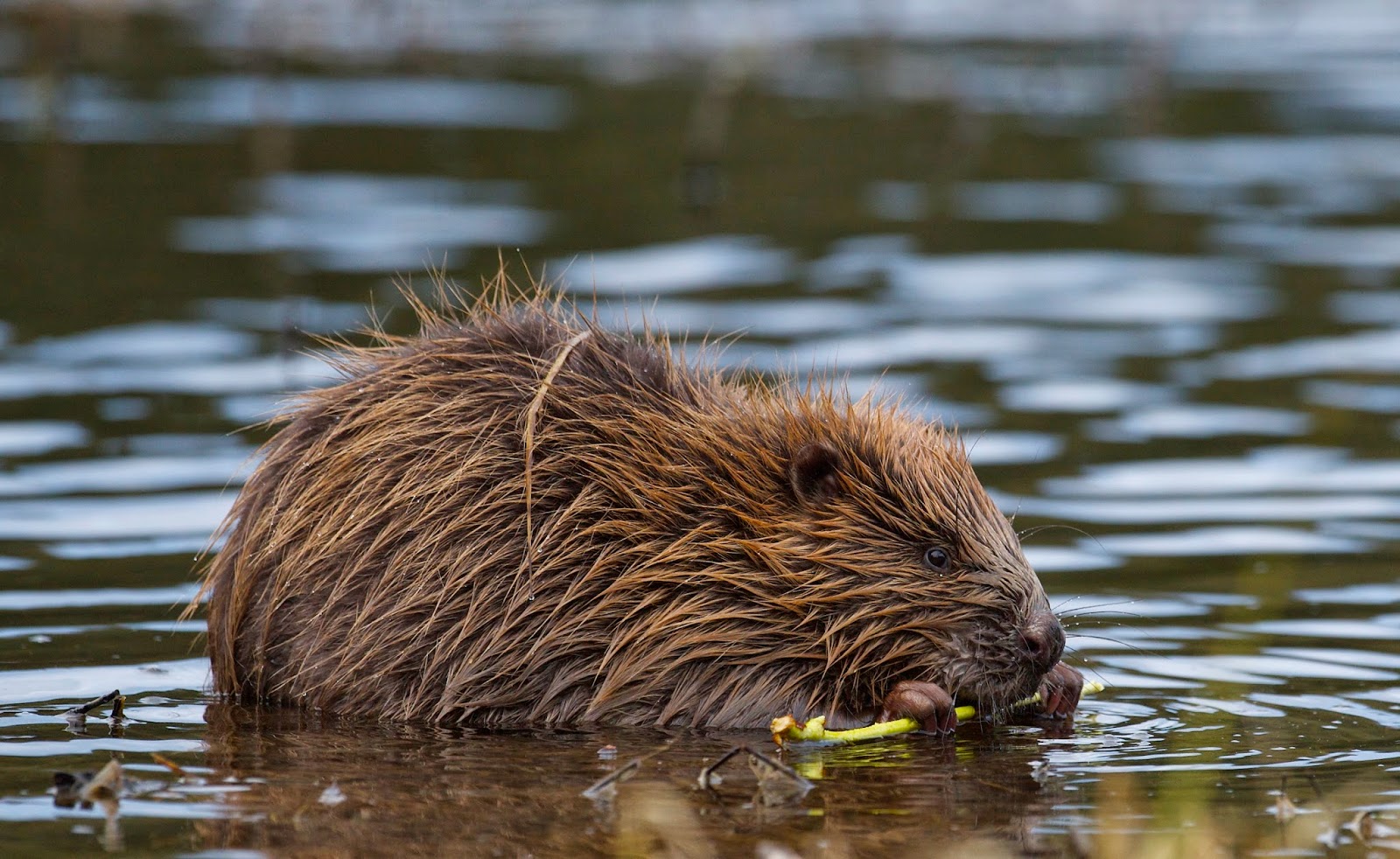 Naturfoto Einar Hugnes: Bever ved Baklidammen i Bymarka