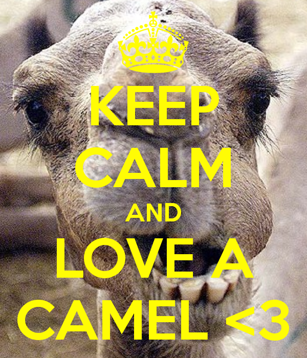 Guiness World of Camels