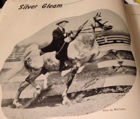The American Saddlebred: 8/3/14 Glorious Grays part 4, the finale