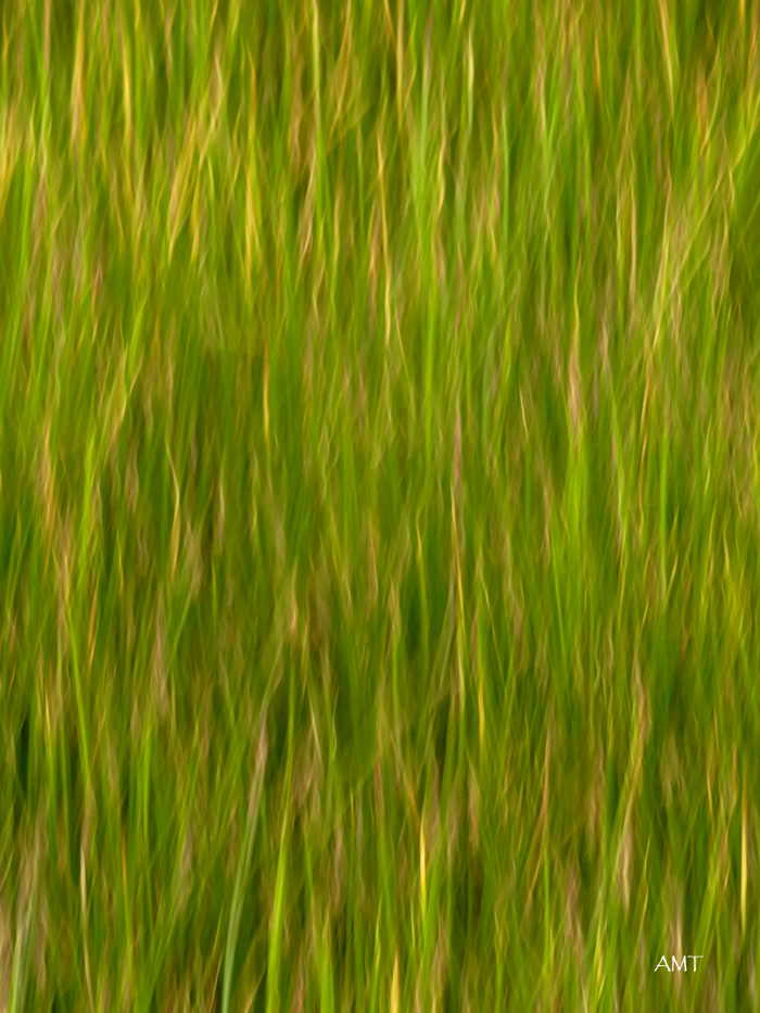 Una ventana a la naturaleza: Galería Movimiento
