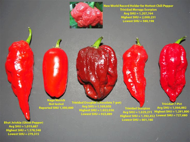 7 Chili Chili in the World - ARTICLE HEALTH BENEFITS