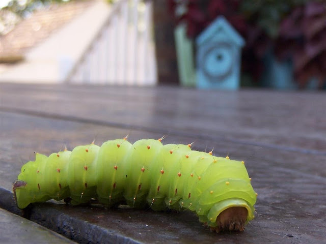 Perennial Passion: (Almost) Autumn Deck Rearrangement