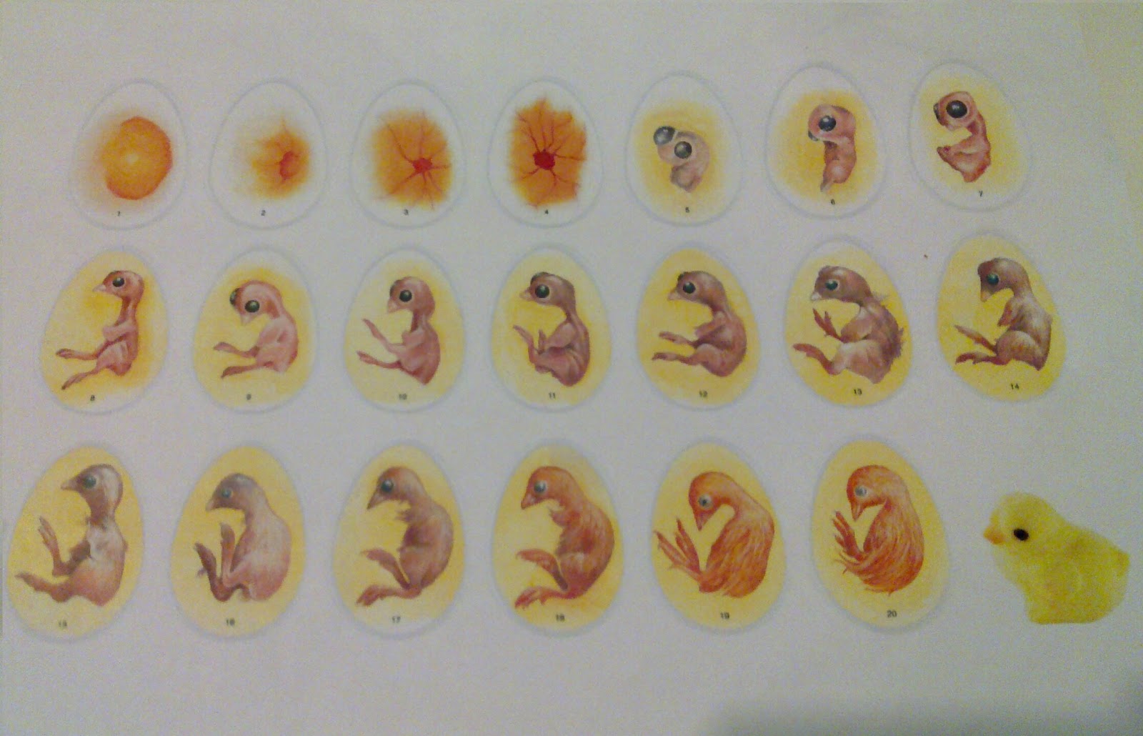 Pui de gaina | Mami, joaca-te cu mine!