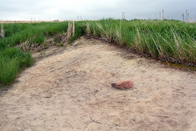 Mille Fiori Favoriti: Lamb Springs--Where the Mammoths Roamed