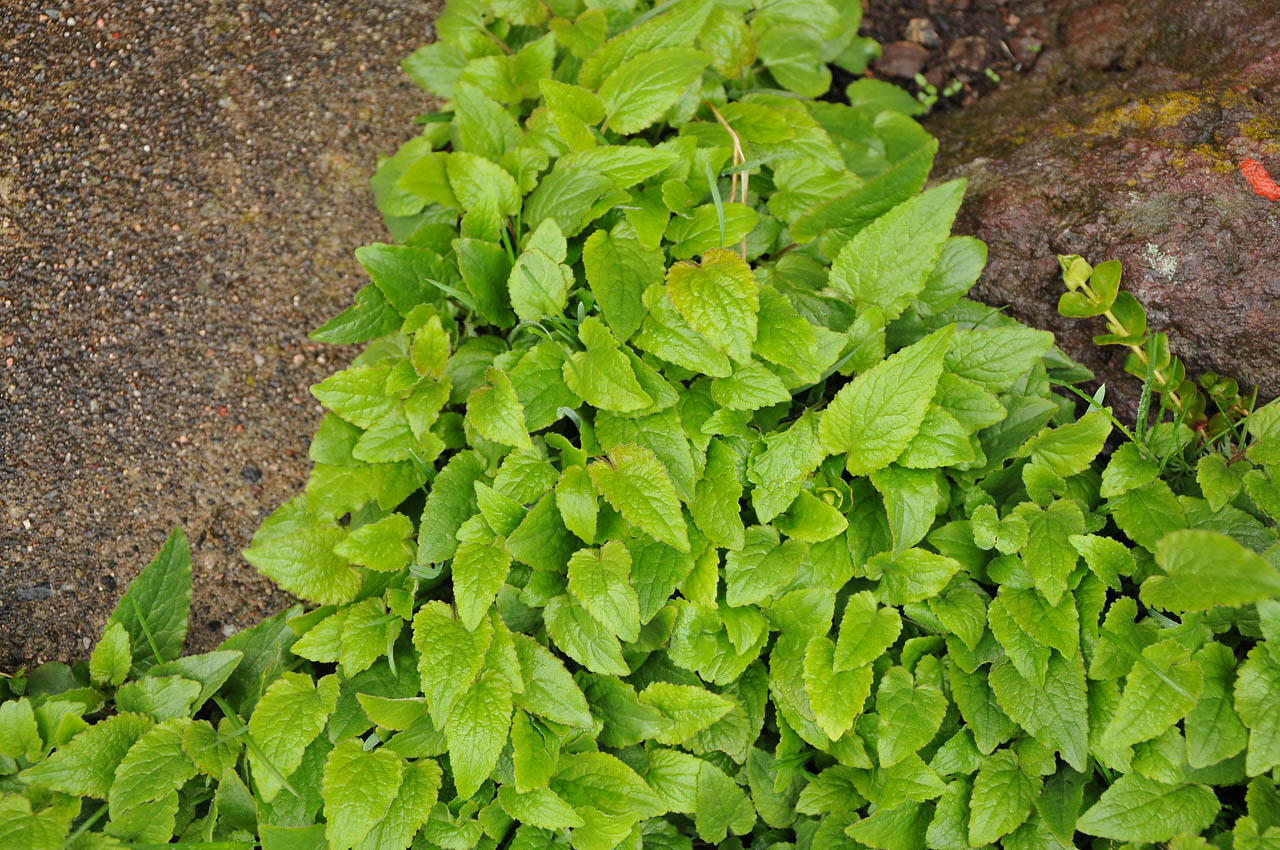 Skovly II - en hageblogg: Eksisterende planter i hagen