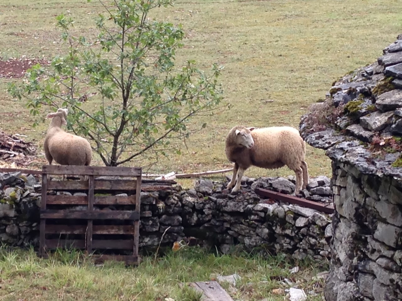 McLeanCamino: Sheep climb walls to eat high leaves