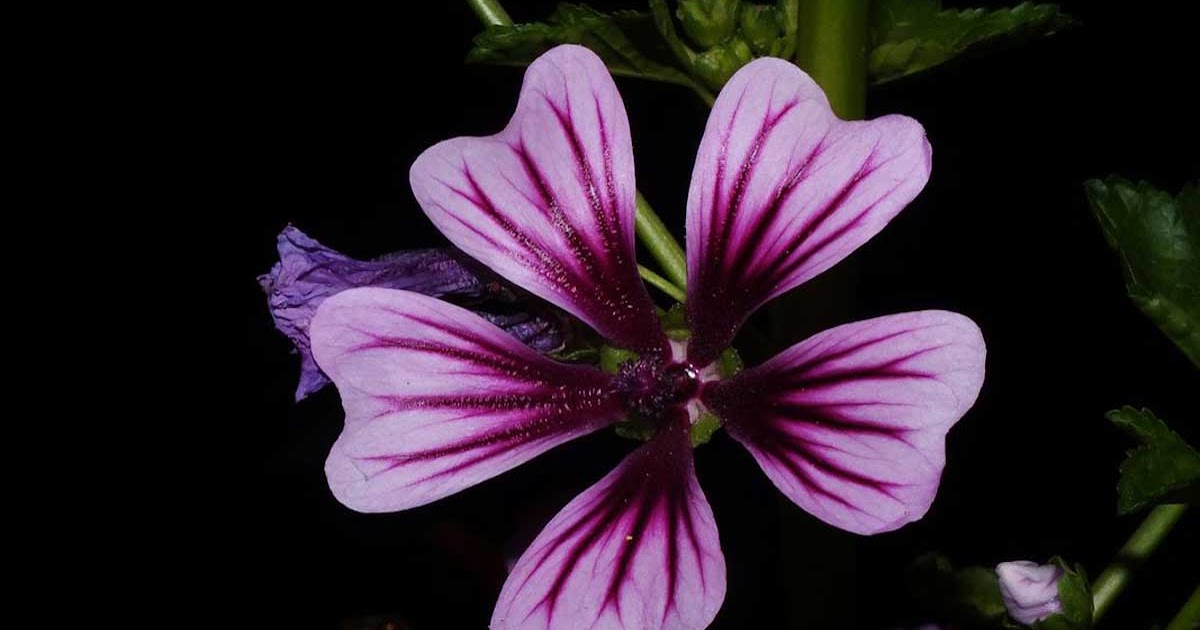 Medicinal Plants: Malva sylvestris, Blue Mallow, Suvarchalaa, Groot ...