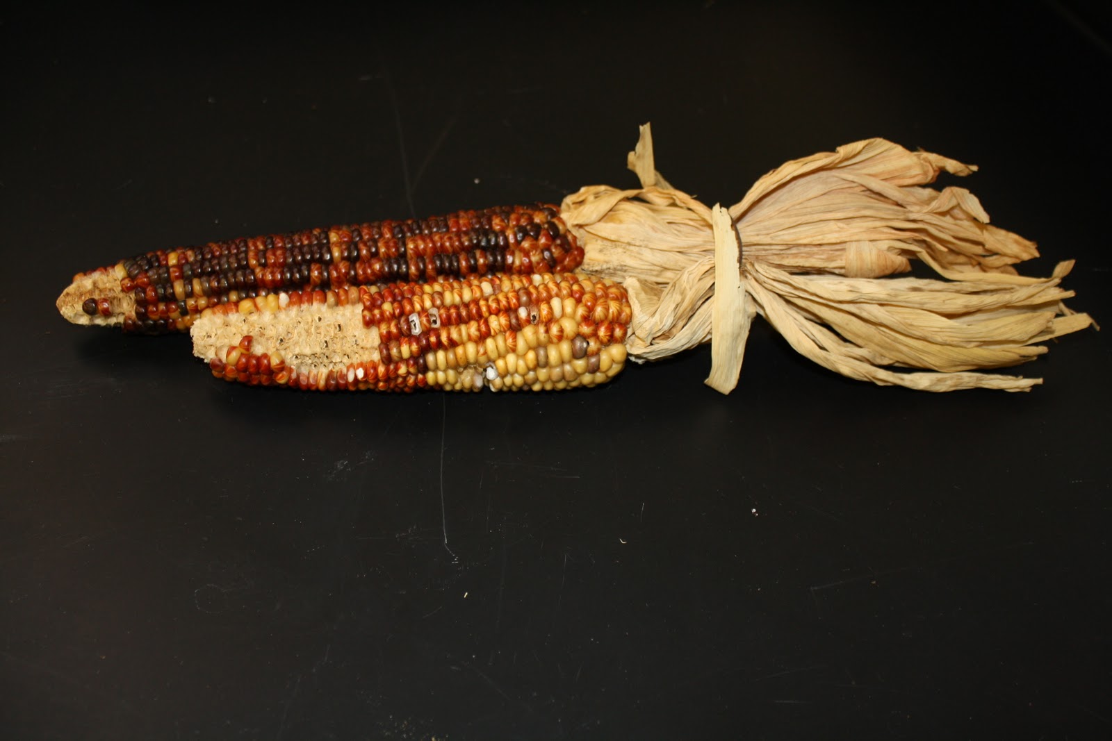 UF BOT 2710: Practical Plant Taxonomy: Lab 7: General structure of ...