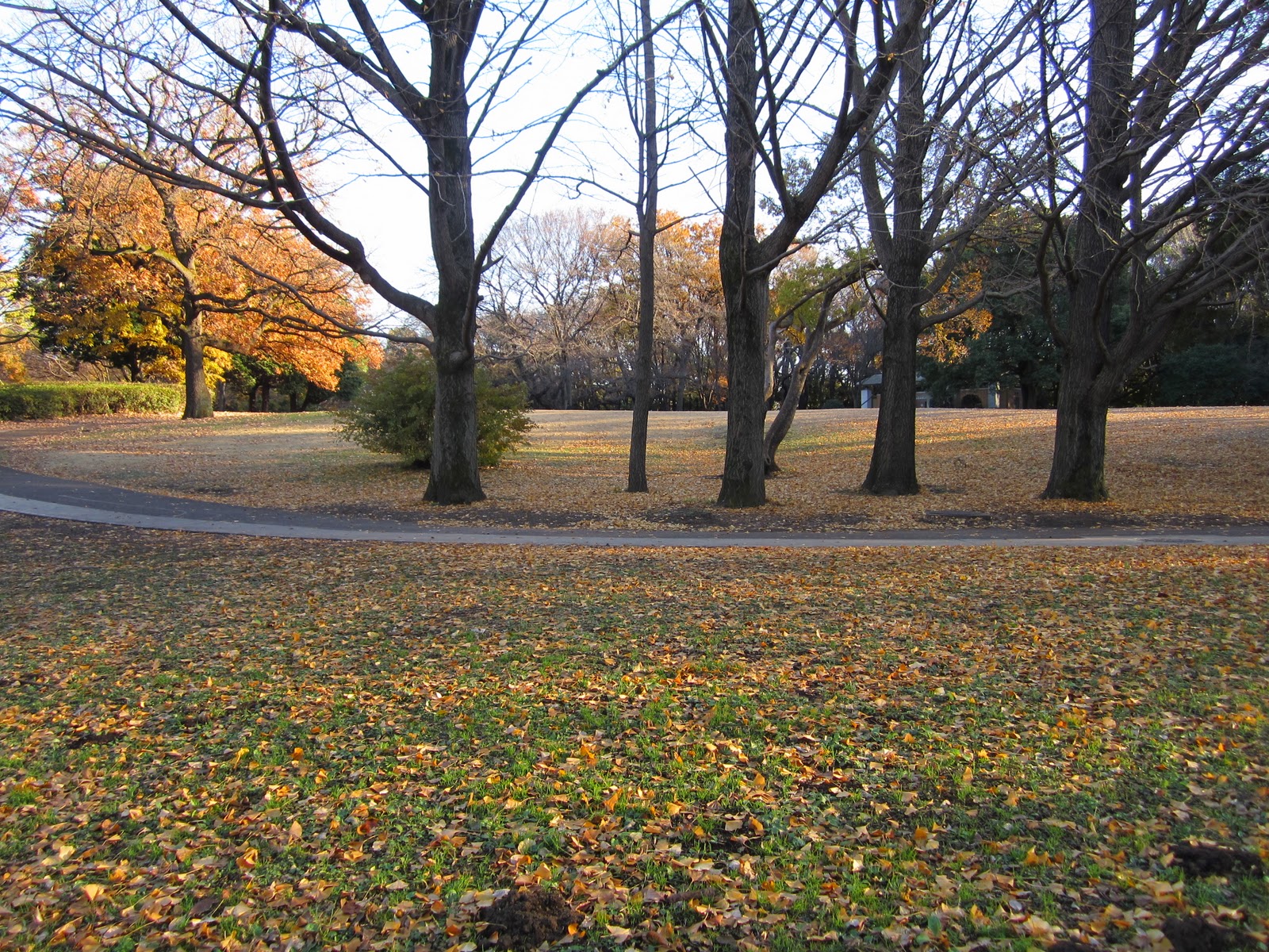 Grassman's Tokyo Walk: Kinuta, Okamoto in Setagaya Ward: Dec. 17, 2011