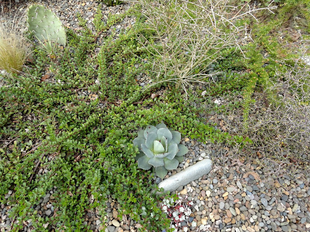 danger garden: Agave parryi 'JC Raulston'...my favorite plant in the ...